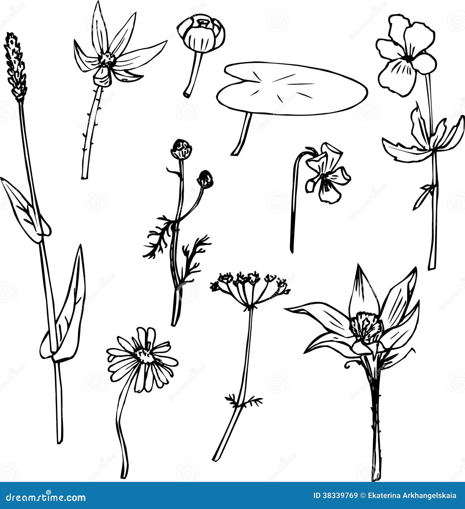 Set of line drawing herbs stock vector. Illustration of meadow - 38339769