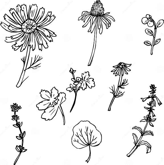 Set of line drawing herbs stock vector. Illustration of garden - 38339791