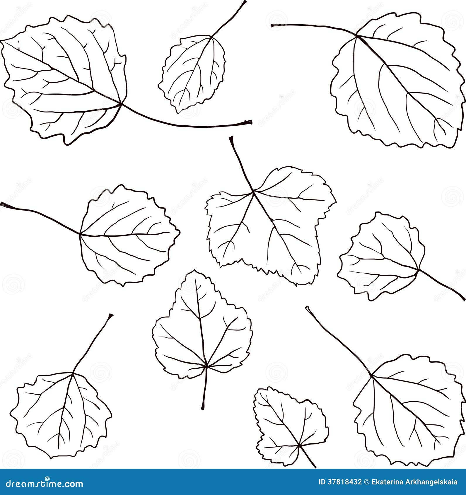 Set of Linear Drawing Leaves Stock Vector - Illustration of botany ...