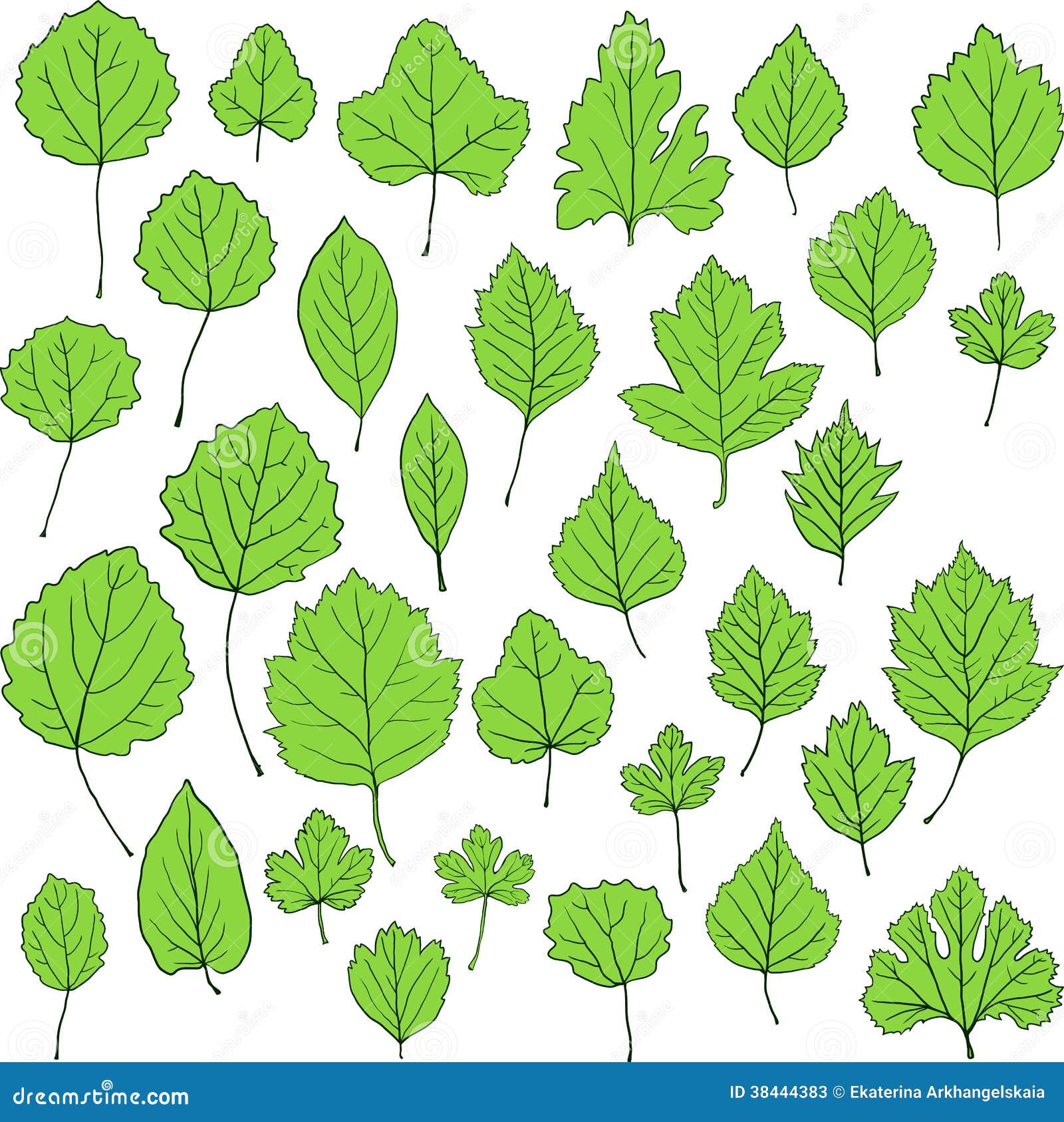 Set of Linear Drawing Leaves Stock Vector - Illustration of stem ...