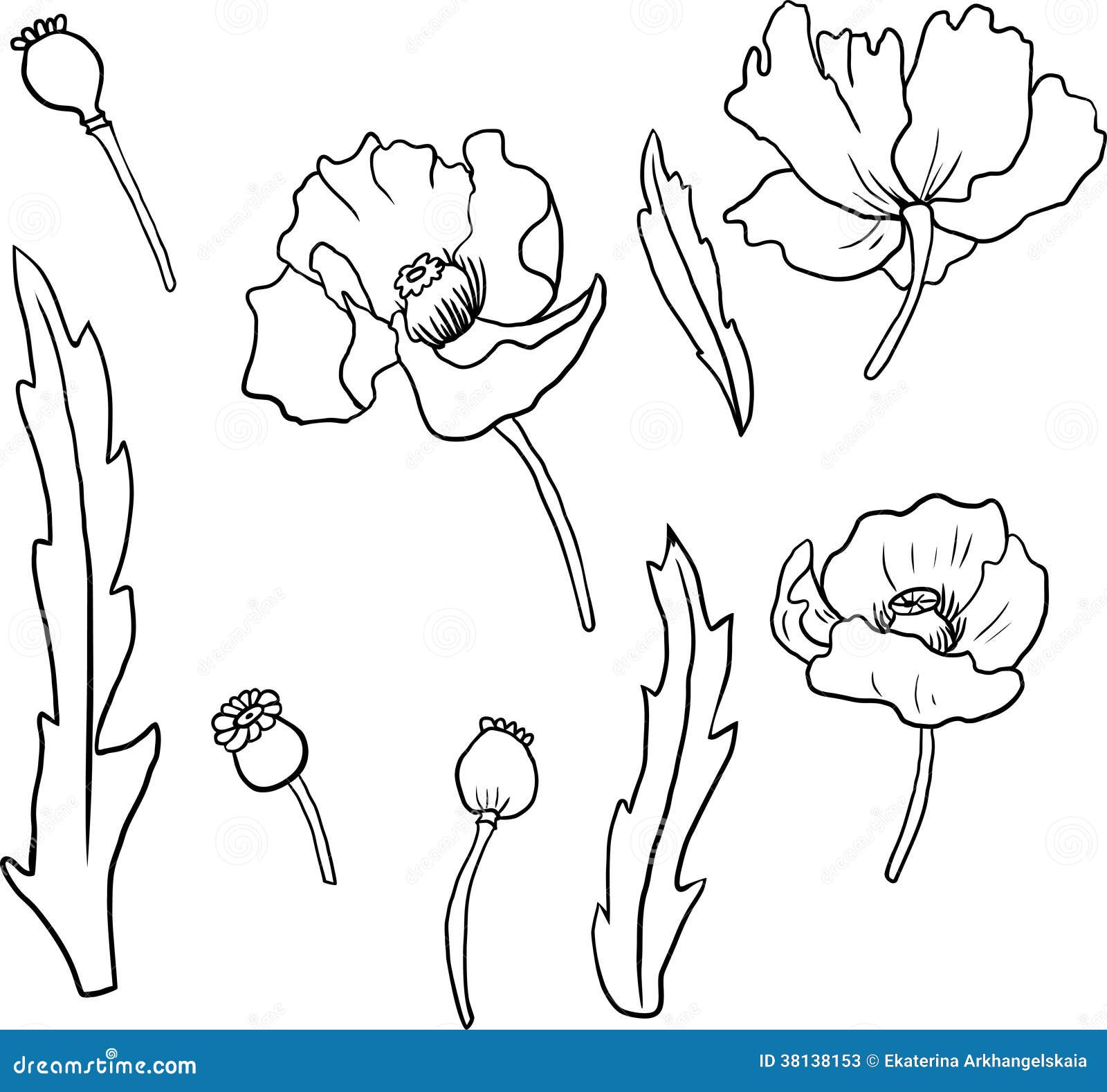 Set of Linear Drawing Poppy Flowers Stock Vector - Illustration of ...