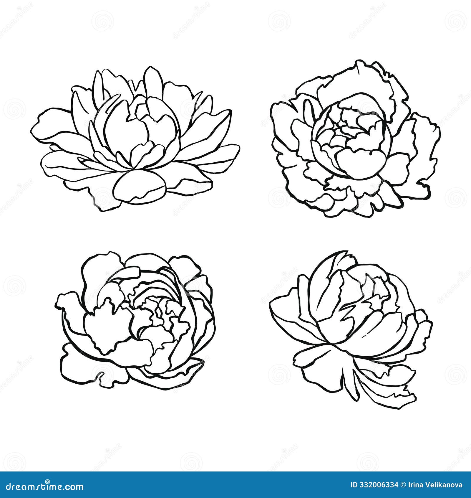 Set of Linear Outline Peonies Vector Stock Illustration - Illustration ...