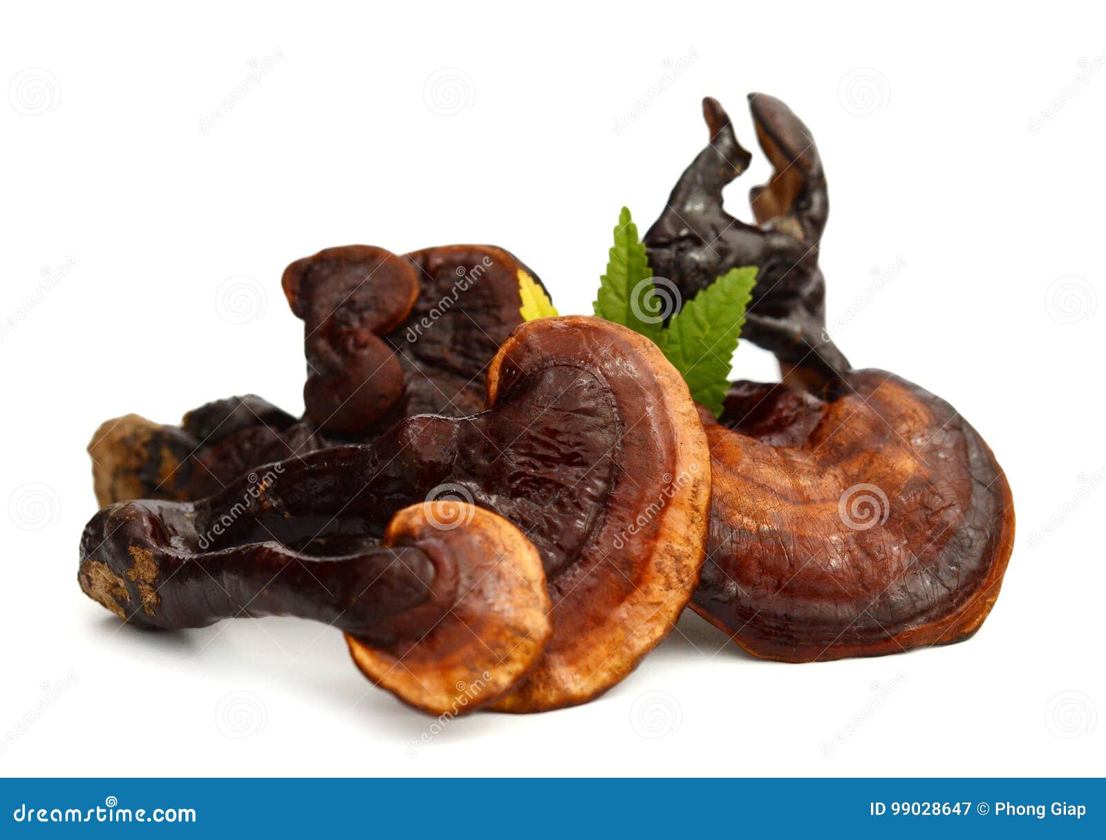 Ganoderma Lucidum Mushroom Isolated on White Stock Image - Image of ...