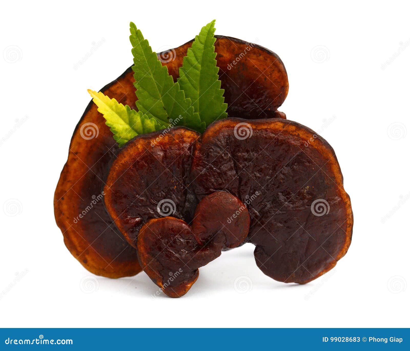 Ganoderma Lucidum Mushroom Isolated on White Stock Image - Image of ...