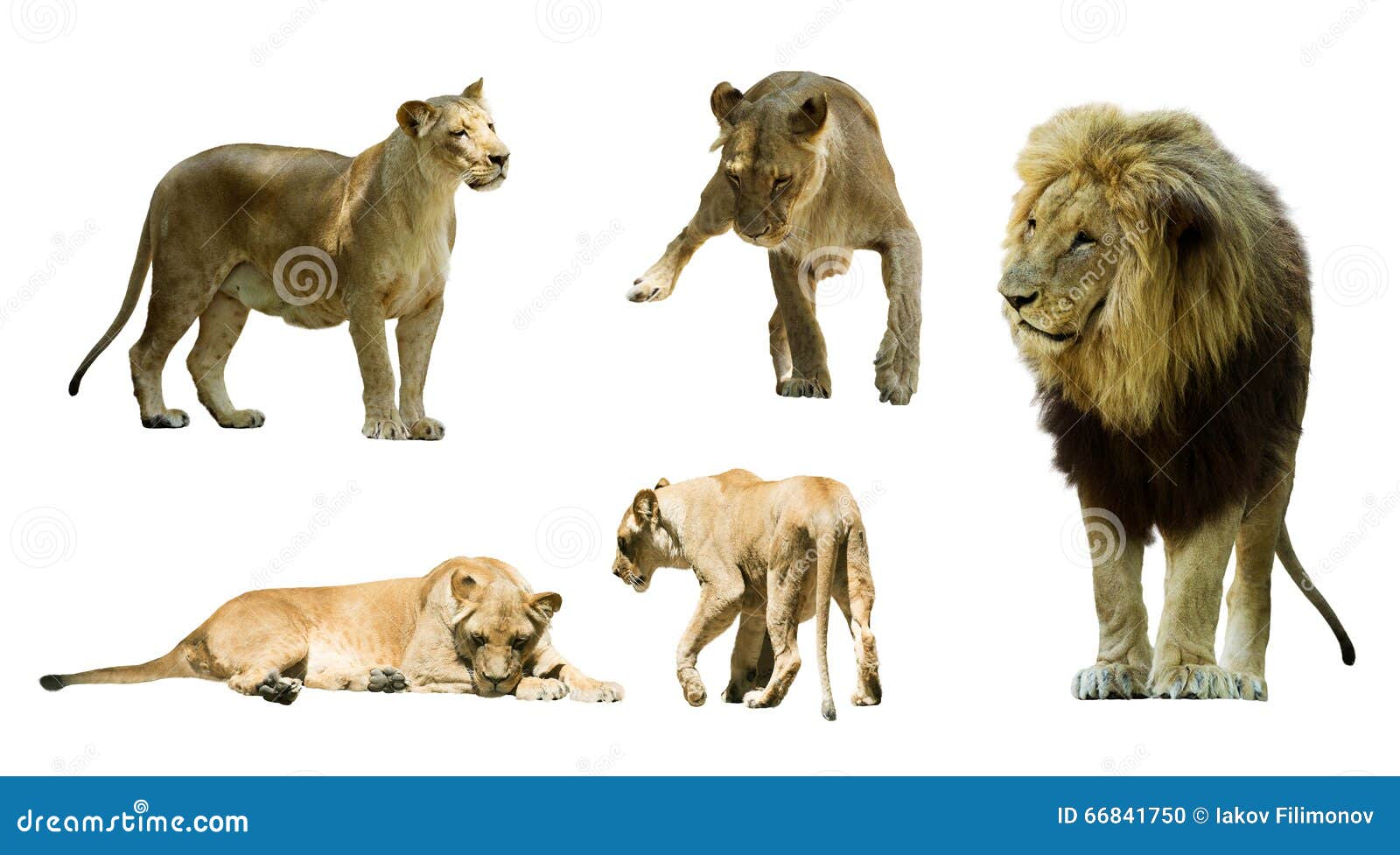 Set of lions. Isolated stock photo. Image of wild, male - 66841750