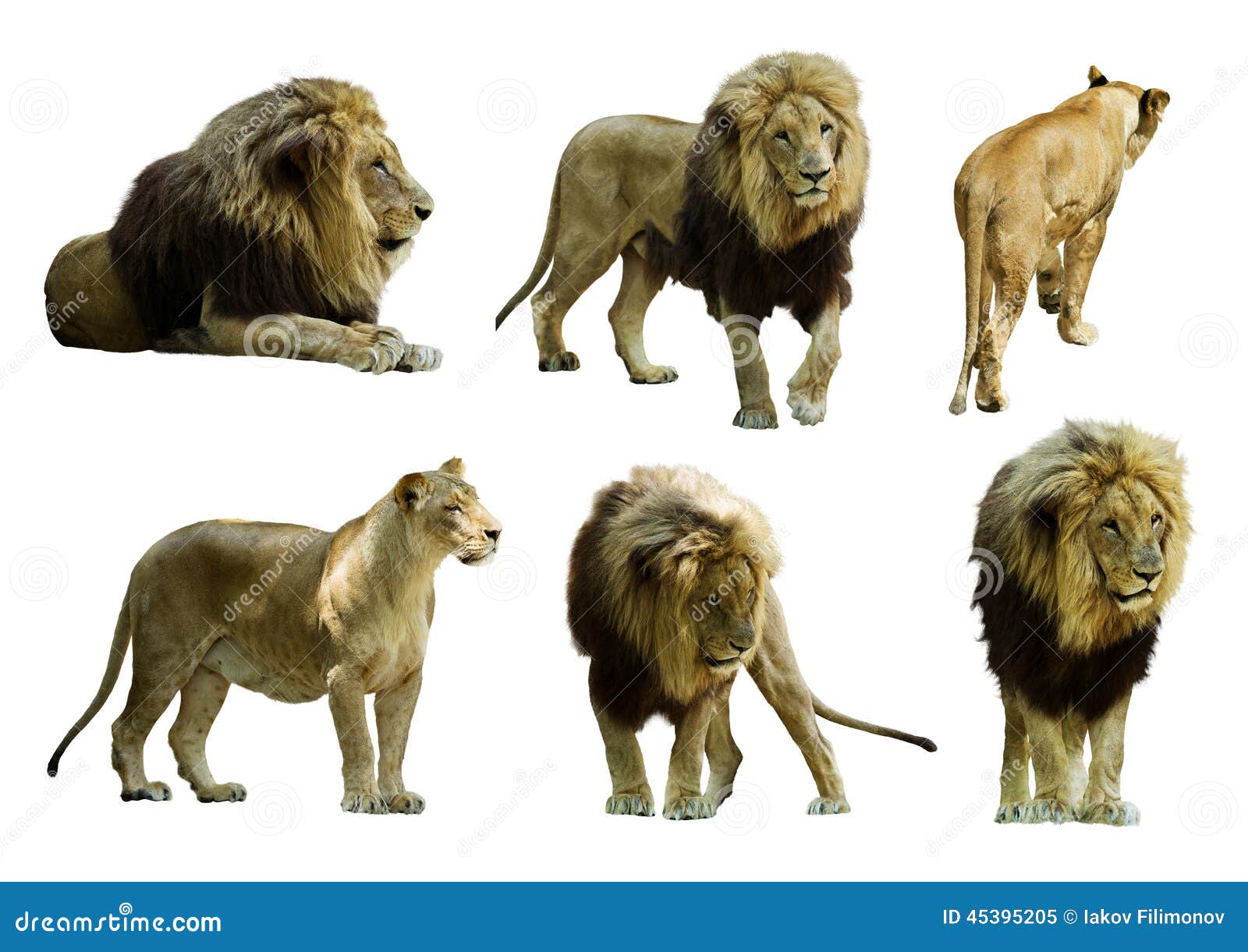 Set of Lions. Isolated Over White Stock Image - Image of isolated ...