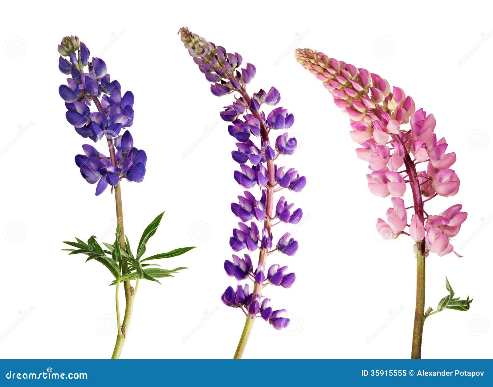 Set of Lupine Flowers Isolated on White Stock Image - Image of flower ...