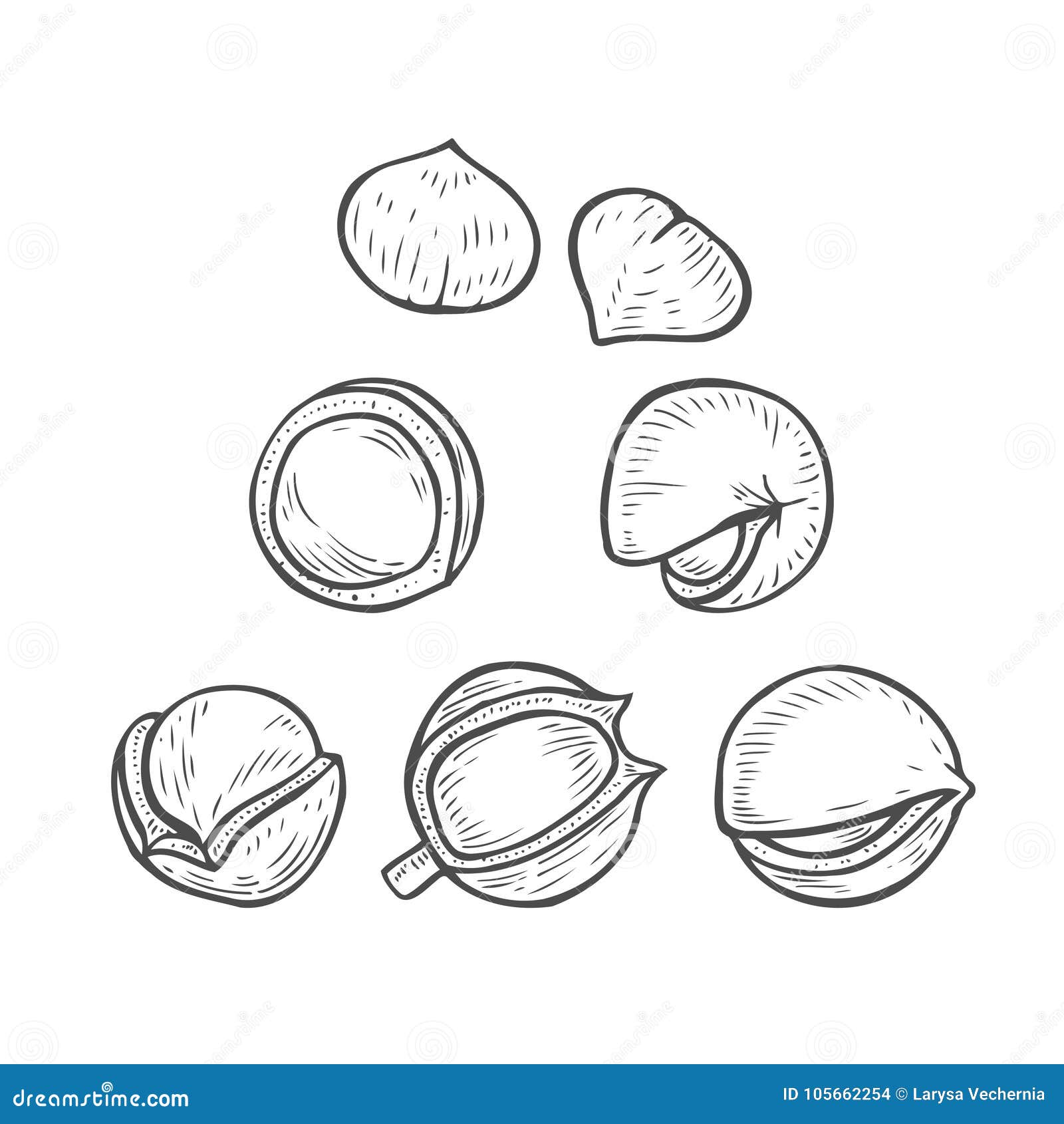 Set of macadamia. stock vector. Illustration of benefit - 105662254