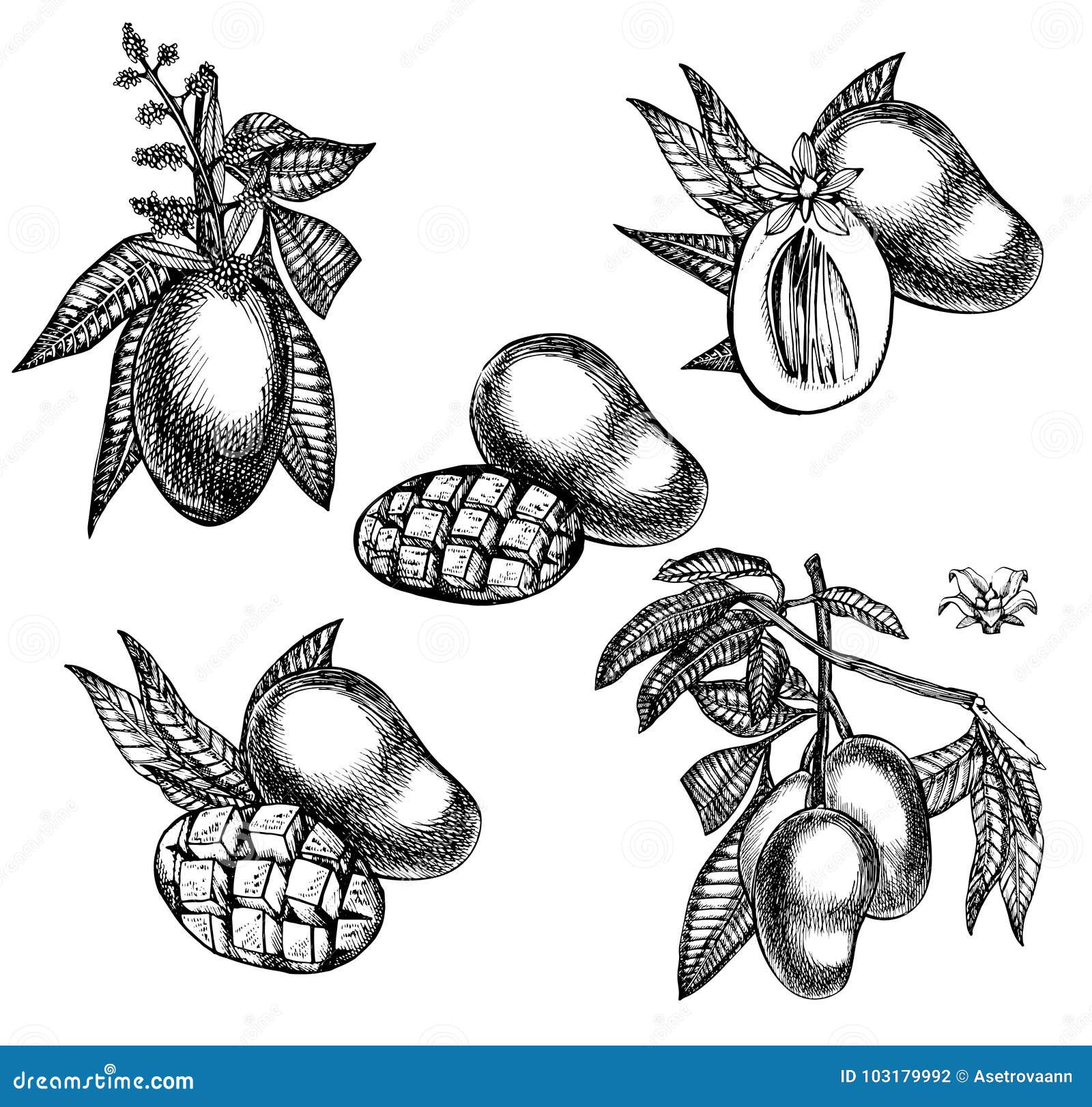 Set of Mango Tree Vintage Design Template. Botanical Mango Fruit ...