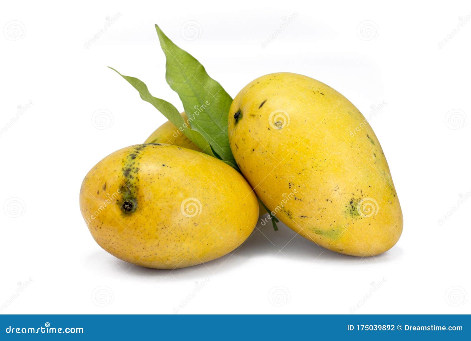 Set of Mangoes High Quality Image Stock Photo - Image of islolated ...