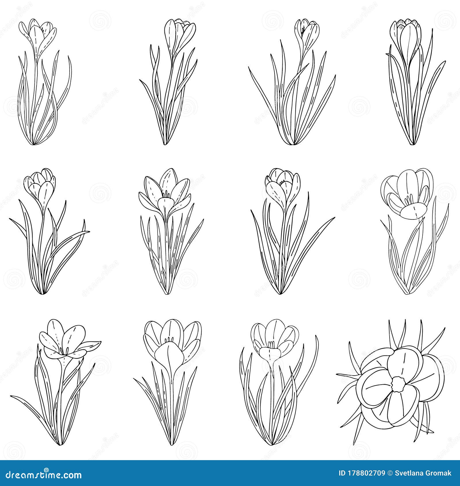 A Set of Manual Contour Crocuses.Black and White Image.the First Spring ...
