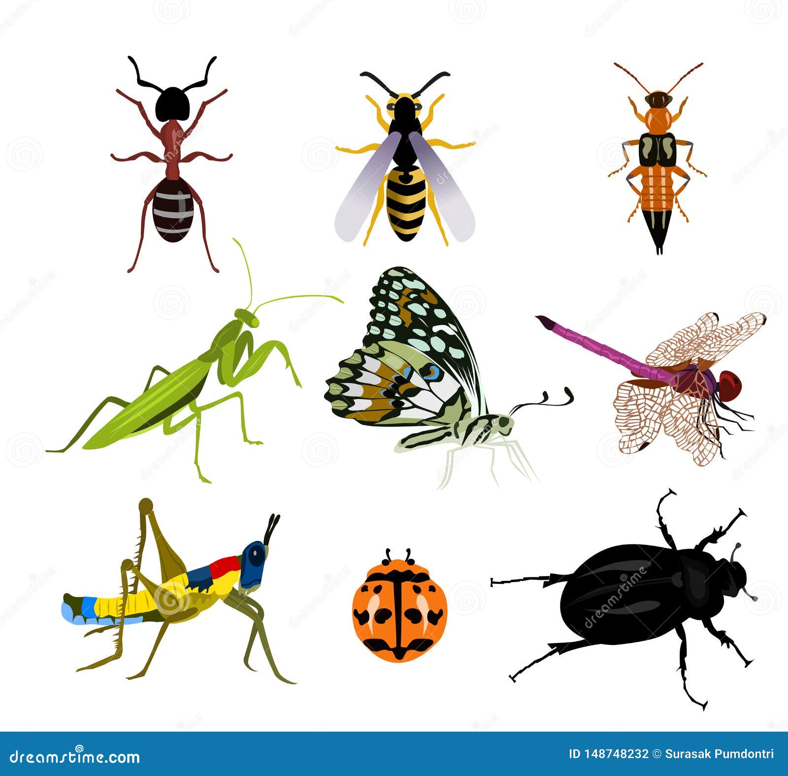Set of Many Beautiful Insects on a White Background Stock Vector ...