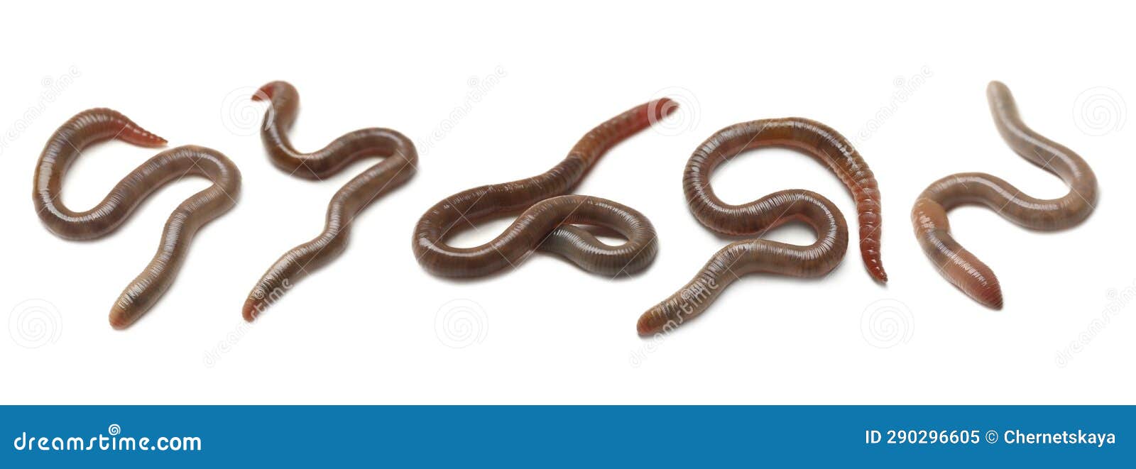 Set with Many Worms Isolated on White Stock Image - Image of earth ...