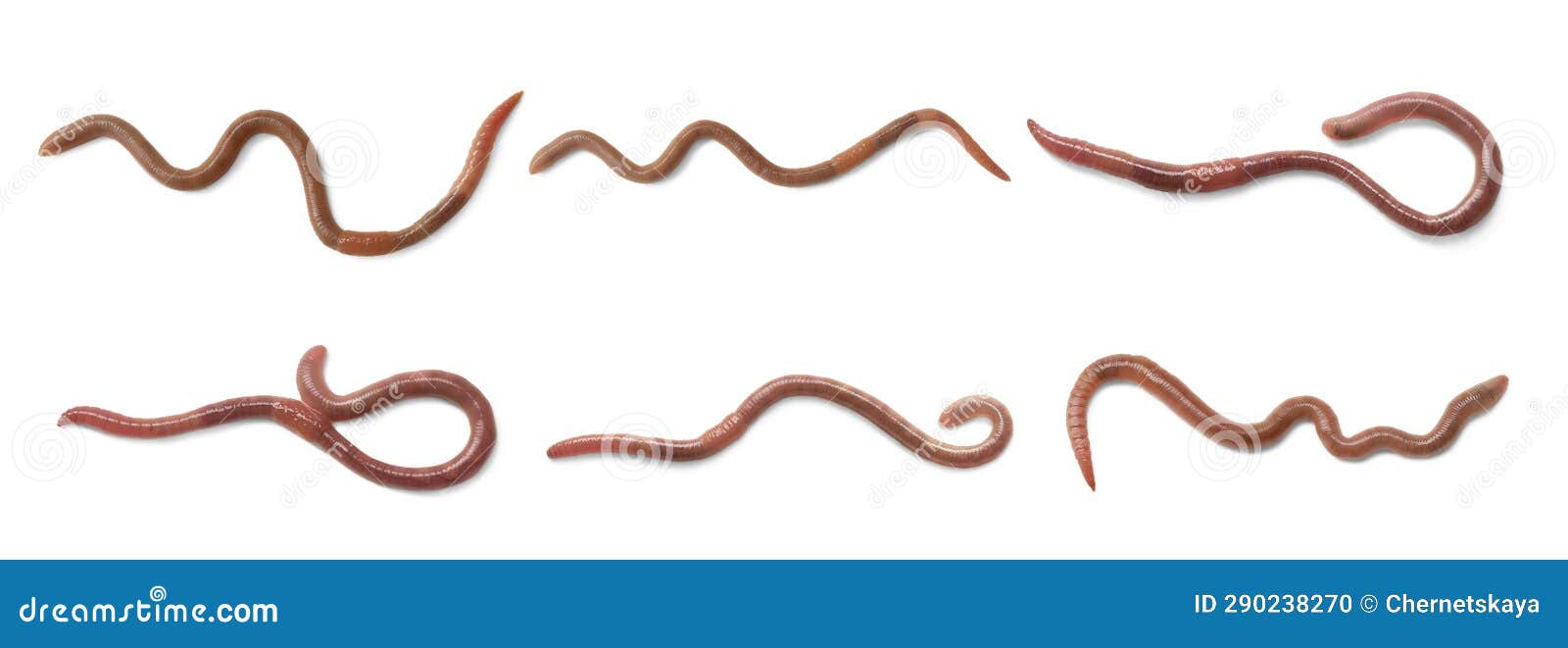 Set with Many Worms Isolated on White Stock Photo - Image of fishing ...