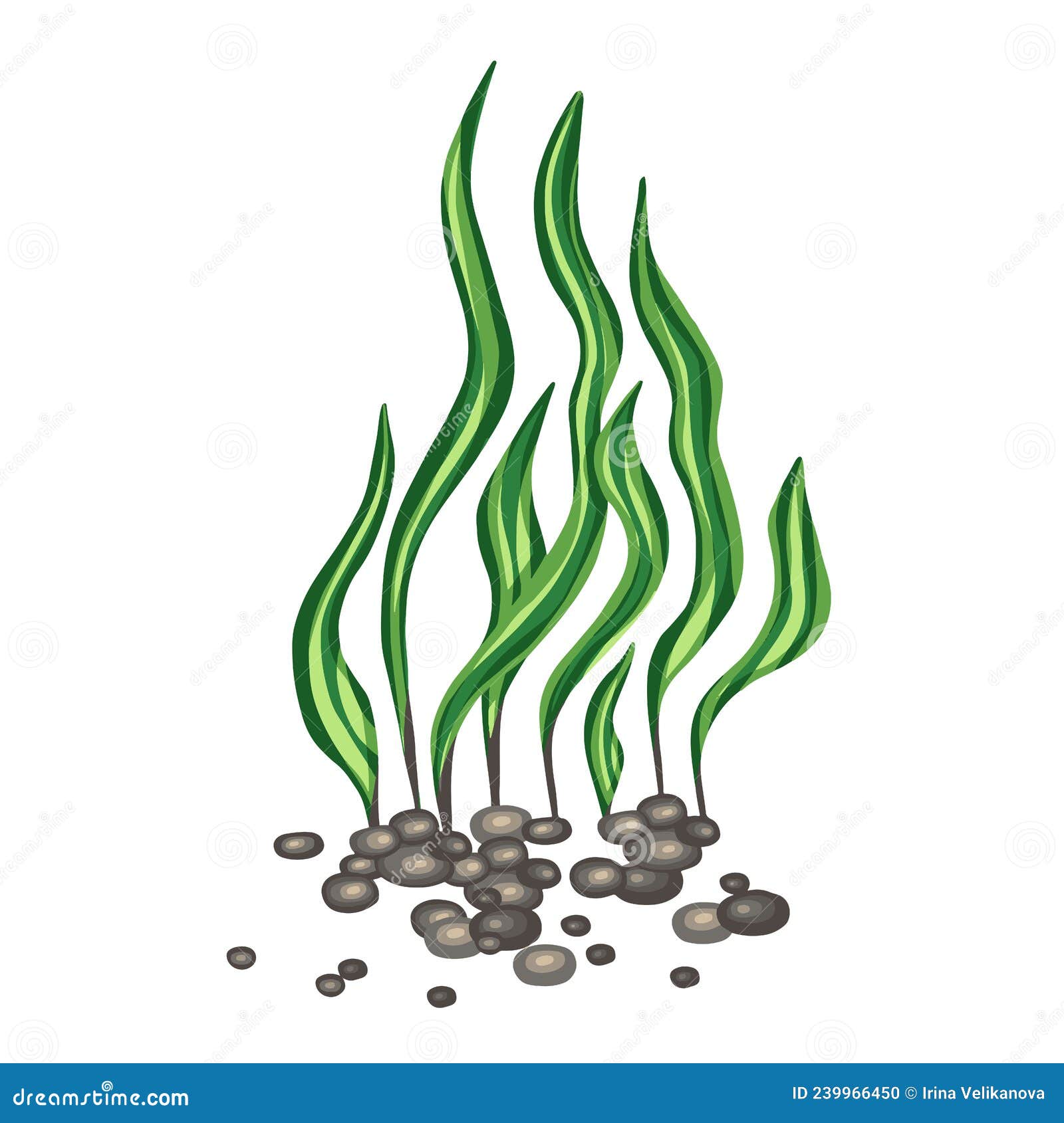 Set Of Marine Vector Plants, Hand Drawn Algae | CartoonDealer.com ...