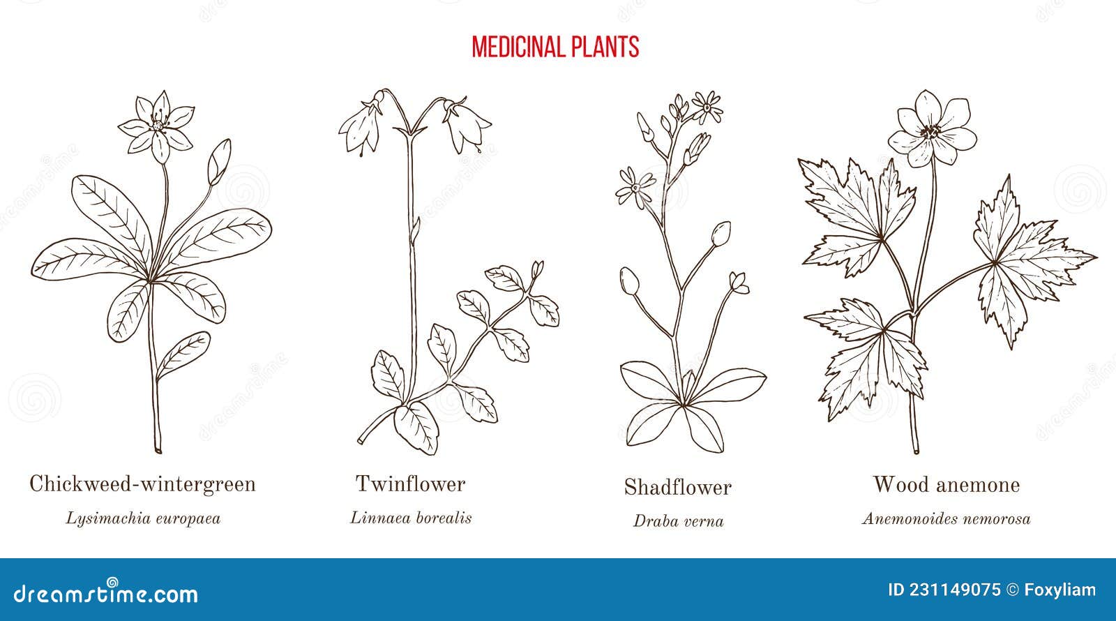 Linnaea Borealis Or Twinflower , Medicinal Plant. Cartoon Vector ...