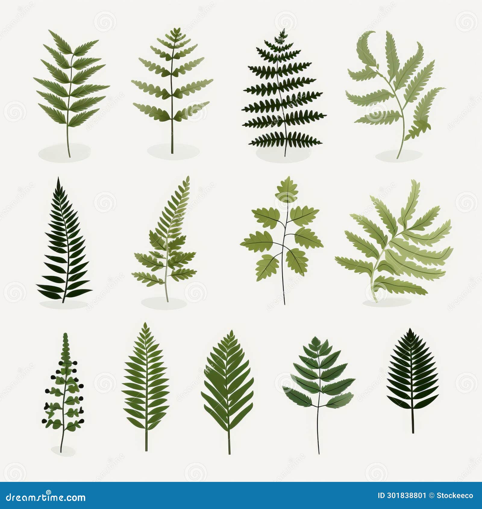Minimalistic Fern Set Vector Svg Flat Animation Asset Stock ...