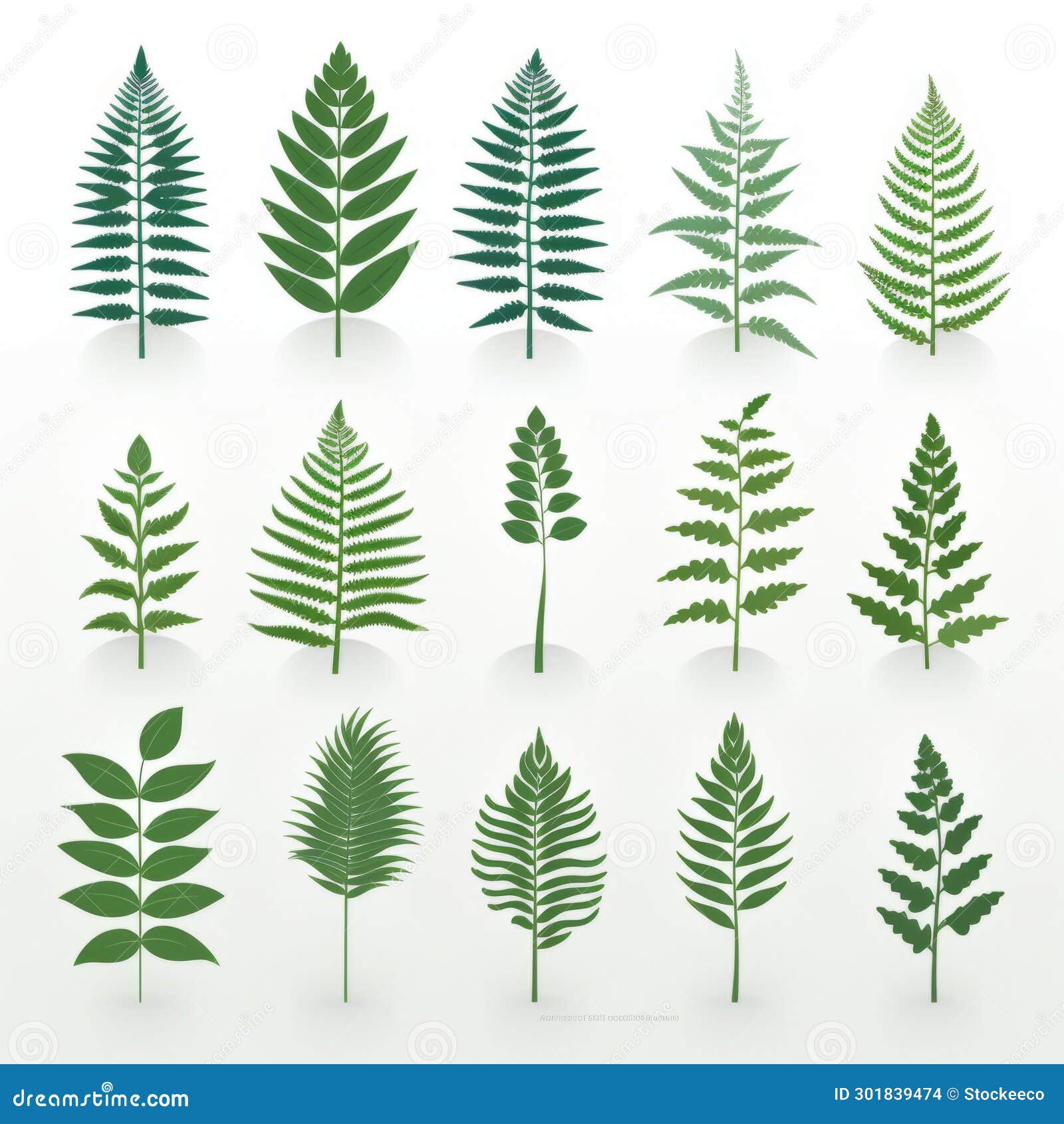 Minimalistic Fern Set: Vector Svg Flat Animation Asset Stock ...