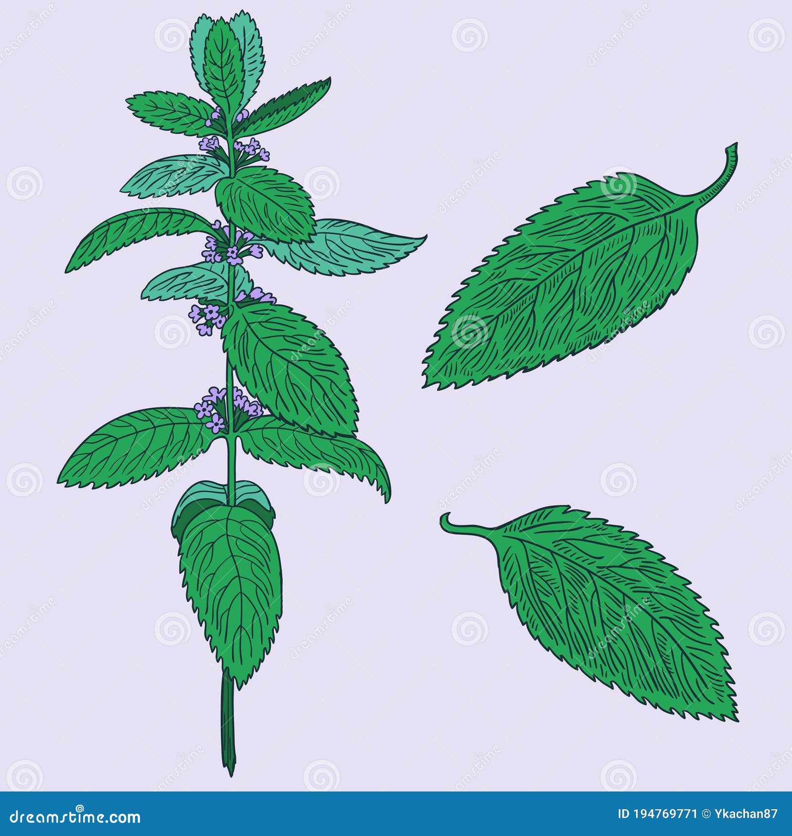 Set of Mint Leaves and Plants. Hand Drawing Stock Vector - Illustration ...