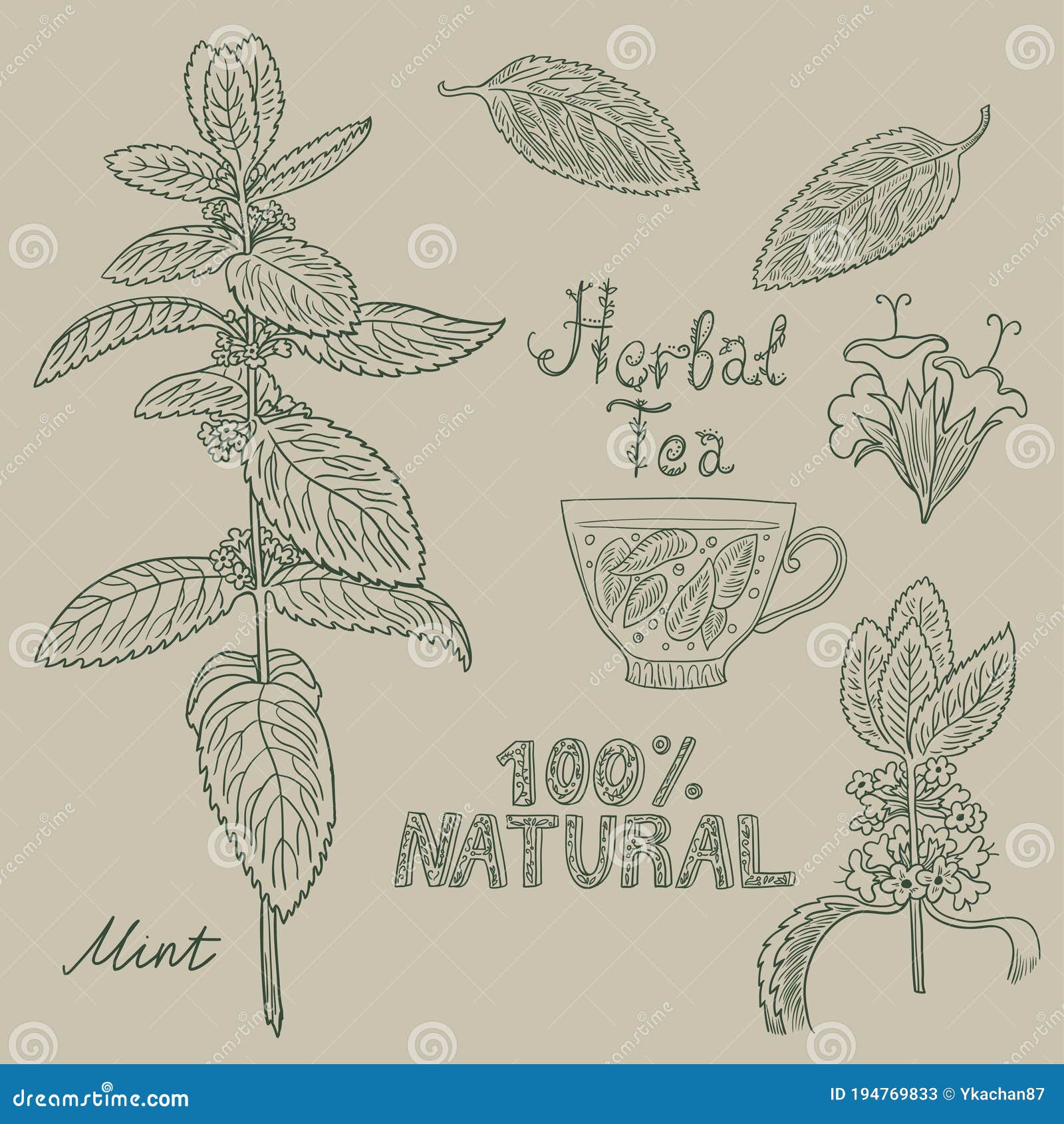 Set of Mint Leaves and Plants. Hand Drawing Stock Vector - Illustration ...