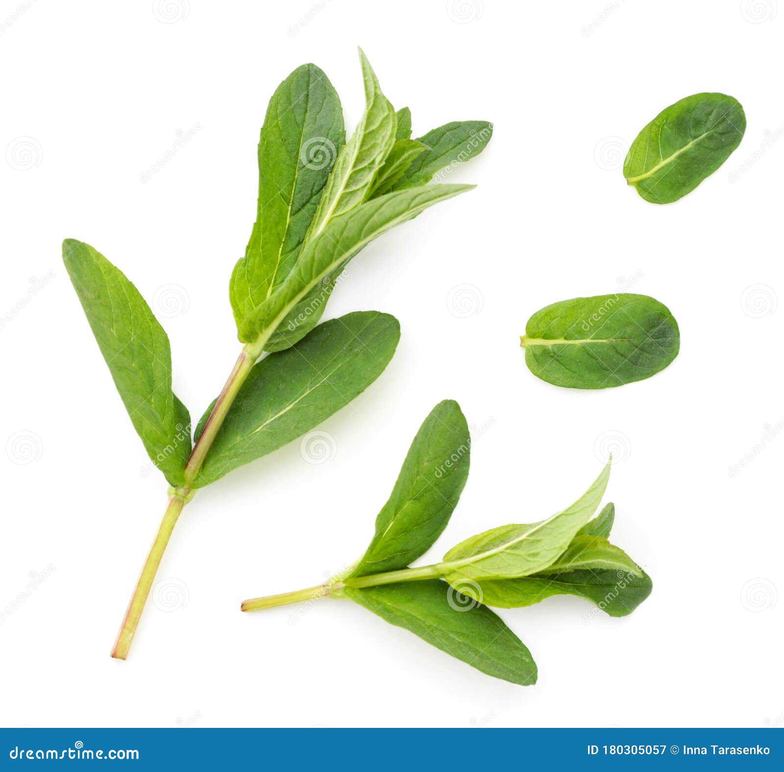 Set of Mint Sprigs and Leaves on a White Background. the View from Top ...