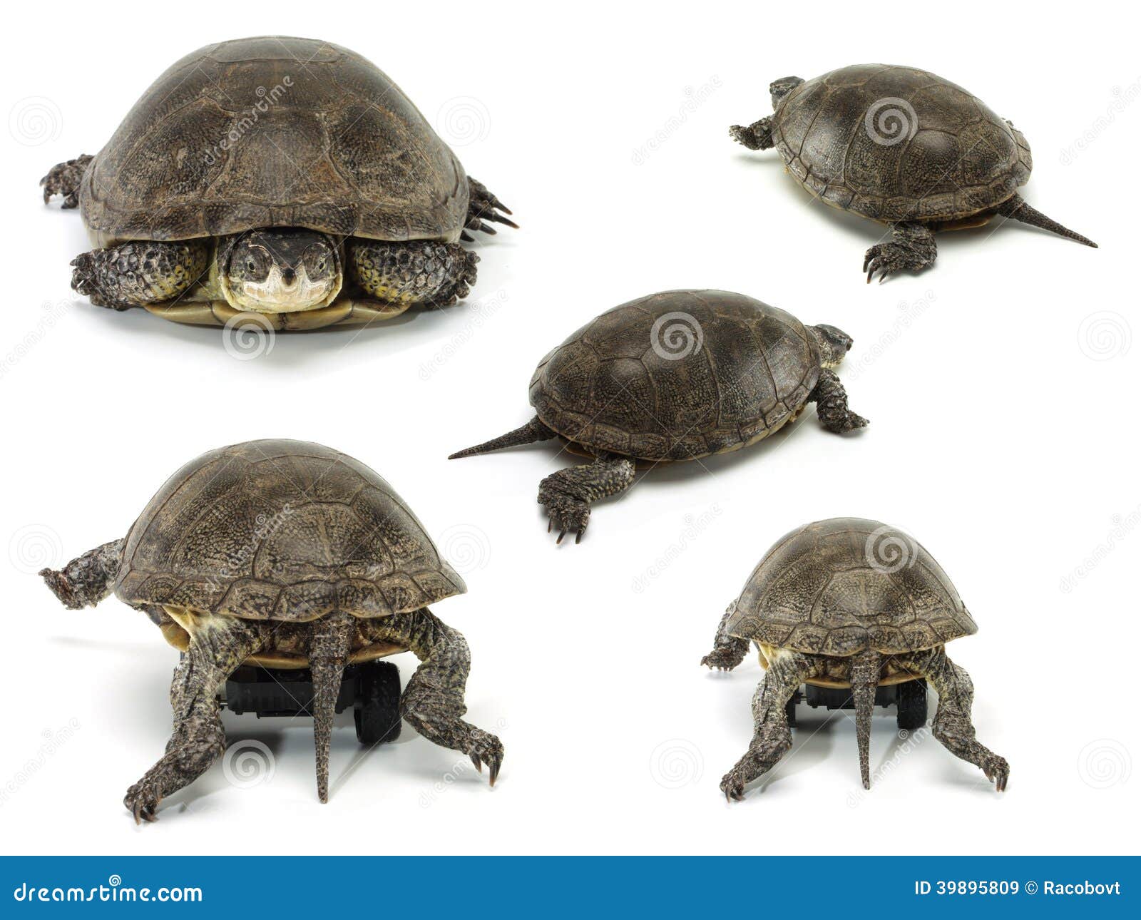 Turtle On Wheels Stock Image | CartoonDealer.com #17280715