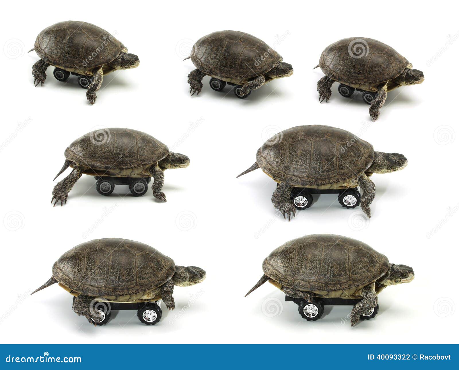 Turtle On Wheels Stock Image | CartoonDealer.com #17280715