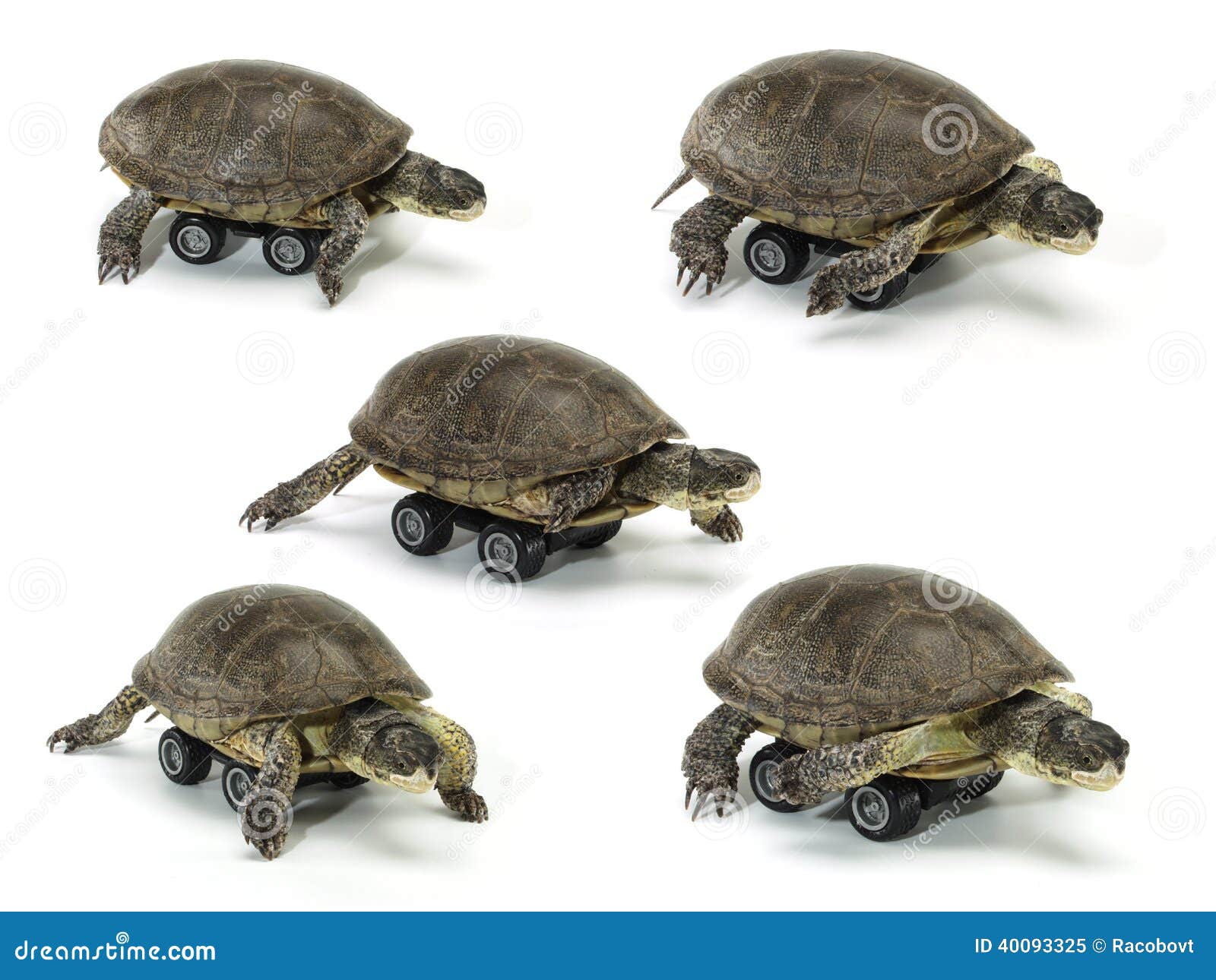Turtle On Wheels Stock Image | CartoonDealer.com #17280715