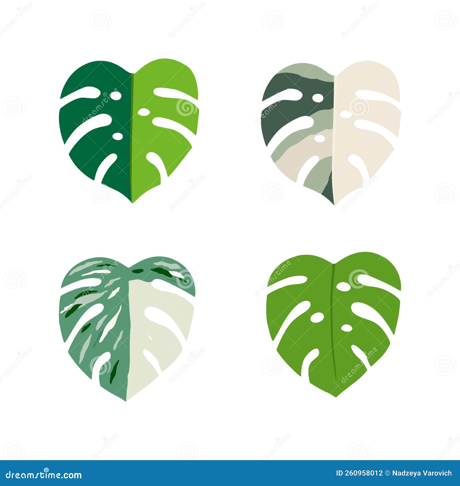 Set Monstera Variegata Leaves. Vector Illustration Isolated Stock ...
