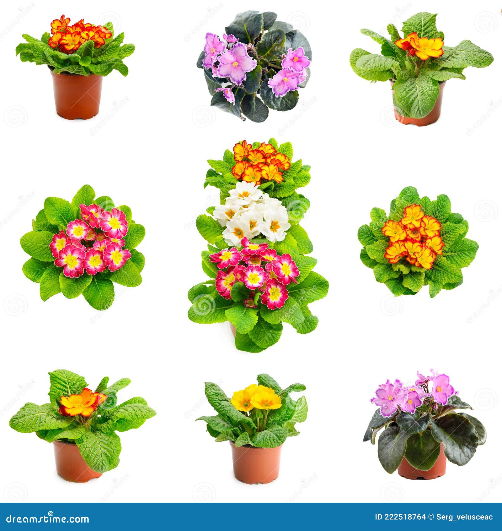 Set Multicolored Fresh Violets from Different Angles Isolated on White ...