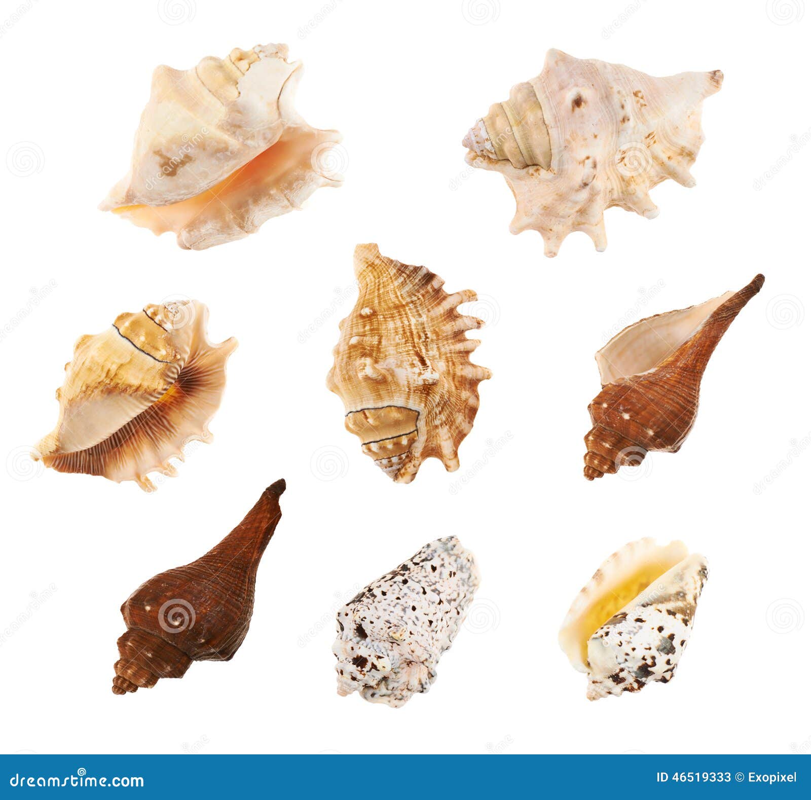 Set of Multiple Sea Shells Isolated Stock Image - Image of marine ...