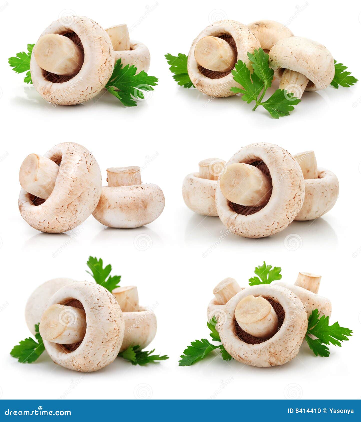 Set Of Mushroom Champignon Fruits Isolated Stock Photo - Image of ...