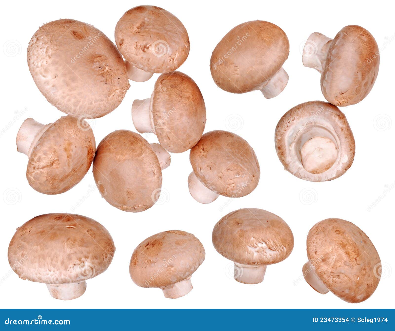 Set of mushrooms isolated stock photo. Image of cuisine - 23473354