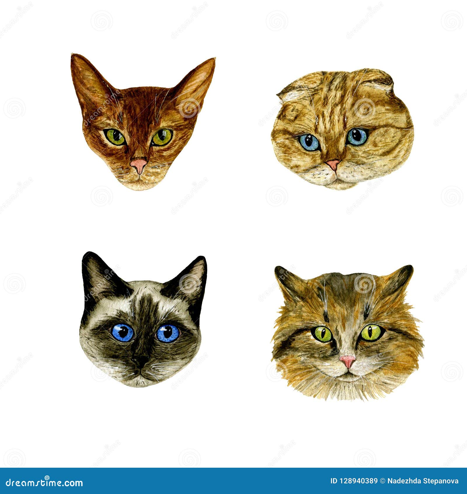 Set of Muzzle Cats on a White Background. Watercolour. Hand Drawn ...