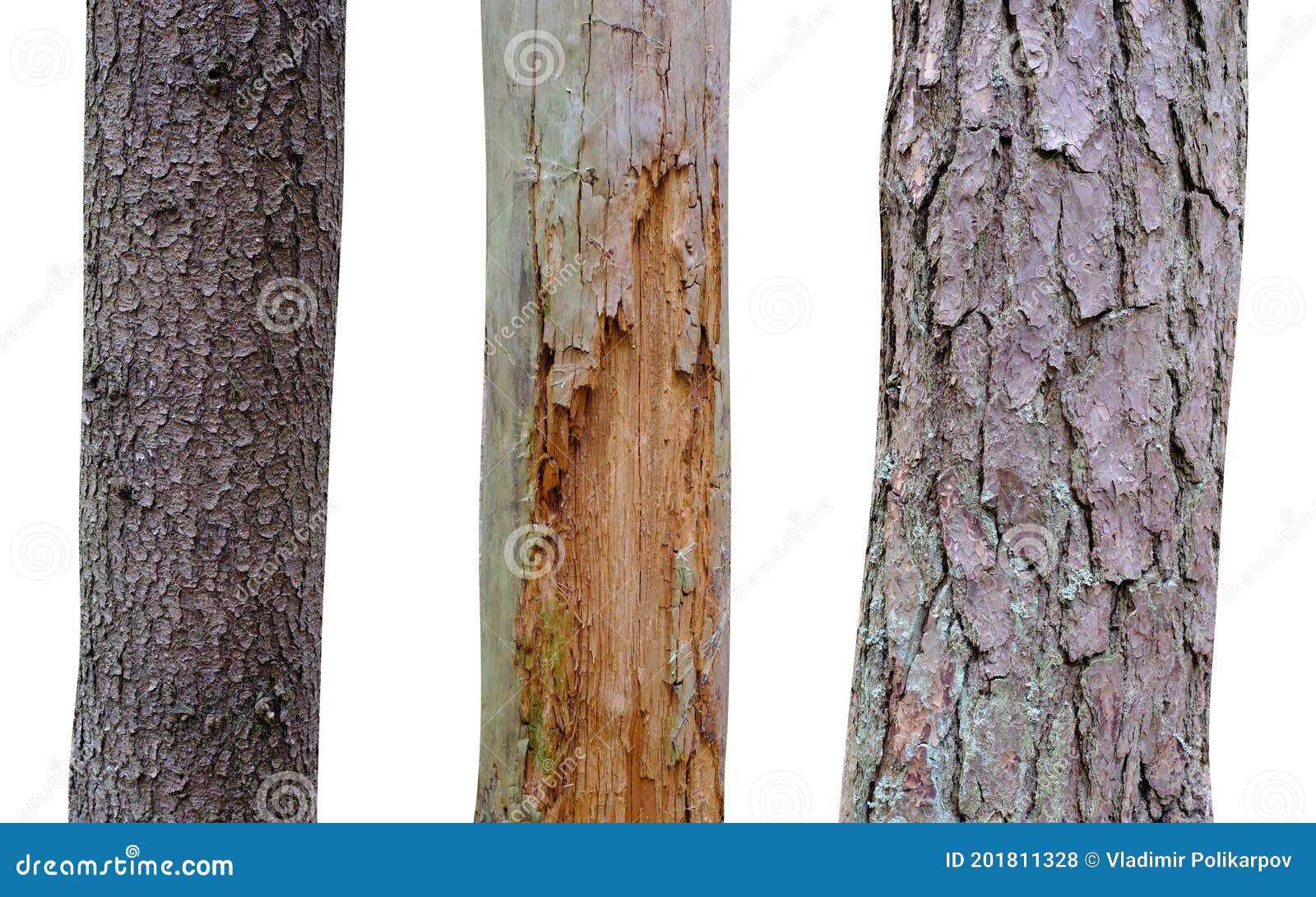 Set of Natural Tree Trunks Isolated on White Background Stock Photo ...