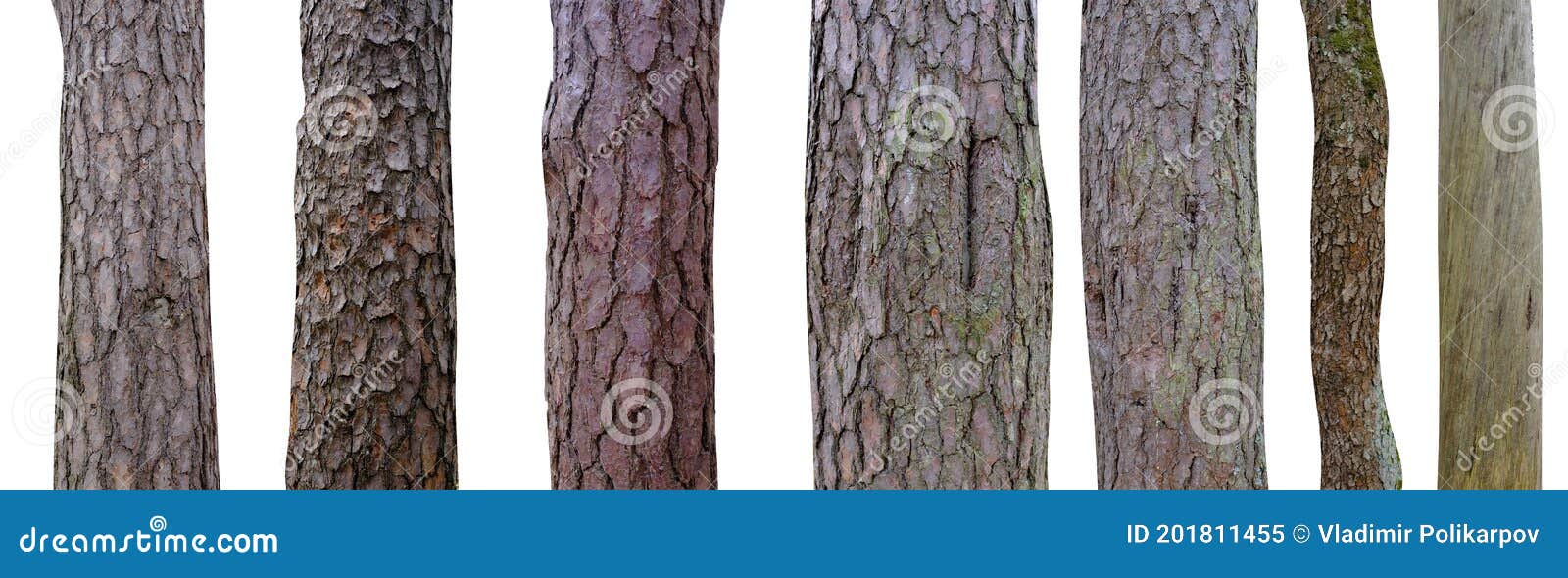 Set of Natural Tree Trunks Isolated on White Background Stock Image ...