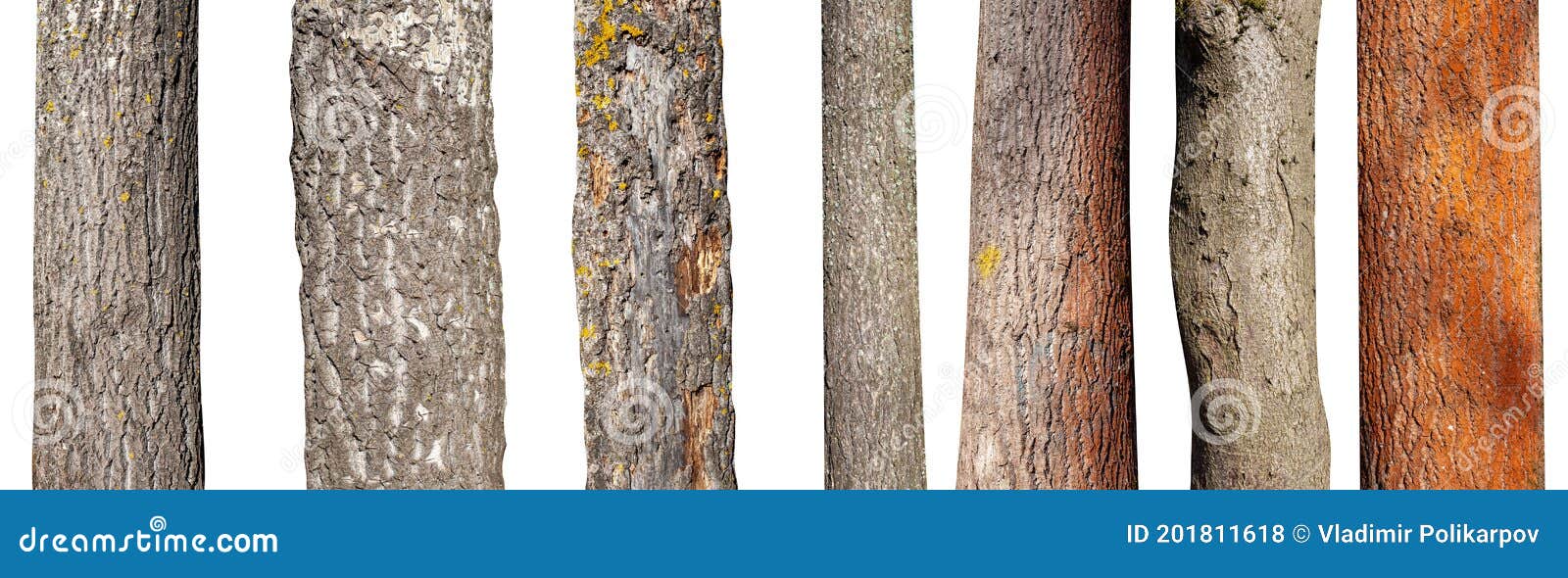 Set of Natural Tree Trunks Isolated on White Background Stock Photo ...