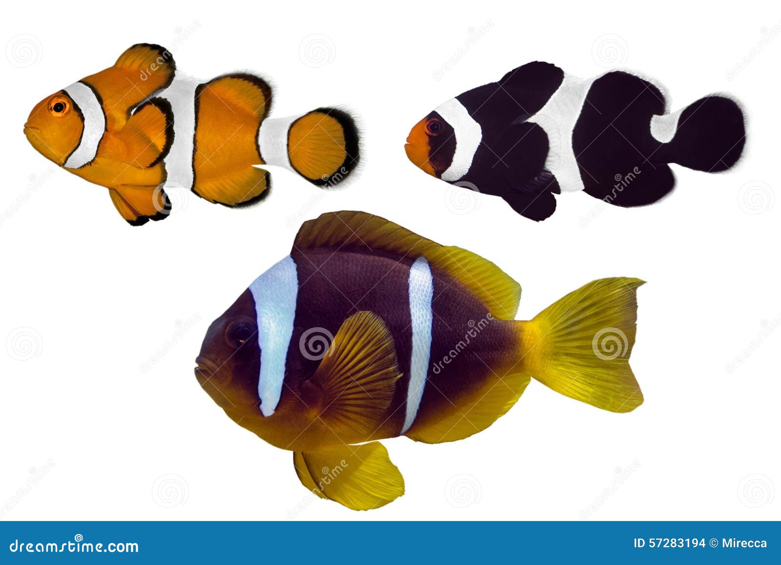 1,065 Background Nemo White Stock Photos - Free & Royalty-Free Stock ...