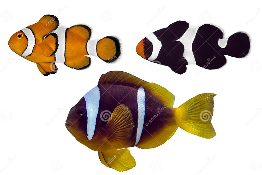 Set of Nemo Fish on White Background Stock Photo - Image of marine ...
