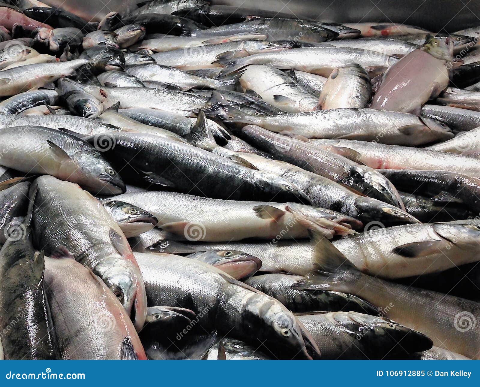 Set Net Sockeye Salmon Processing in Alaska Stock Image - Image of ...