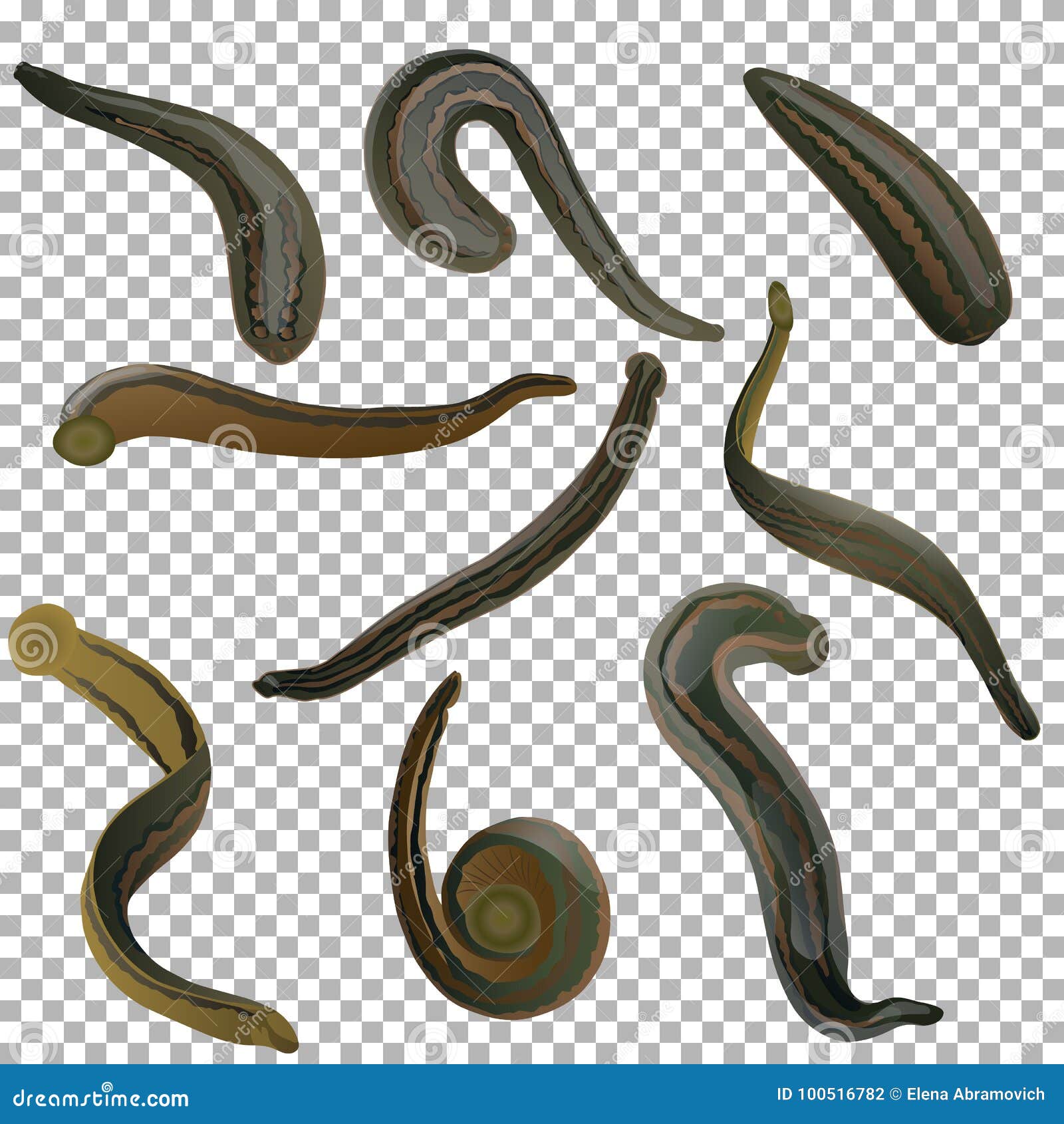 Set of Nine Medical Leeches on a Transparent Background Stock Vector ...