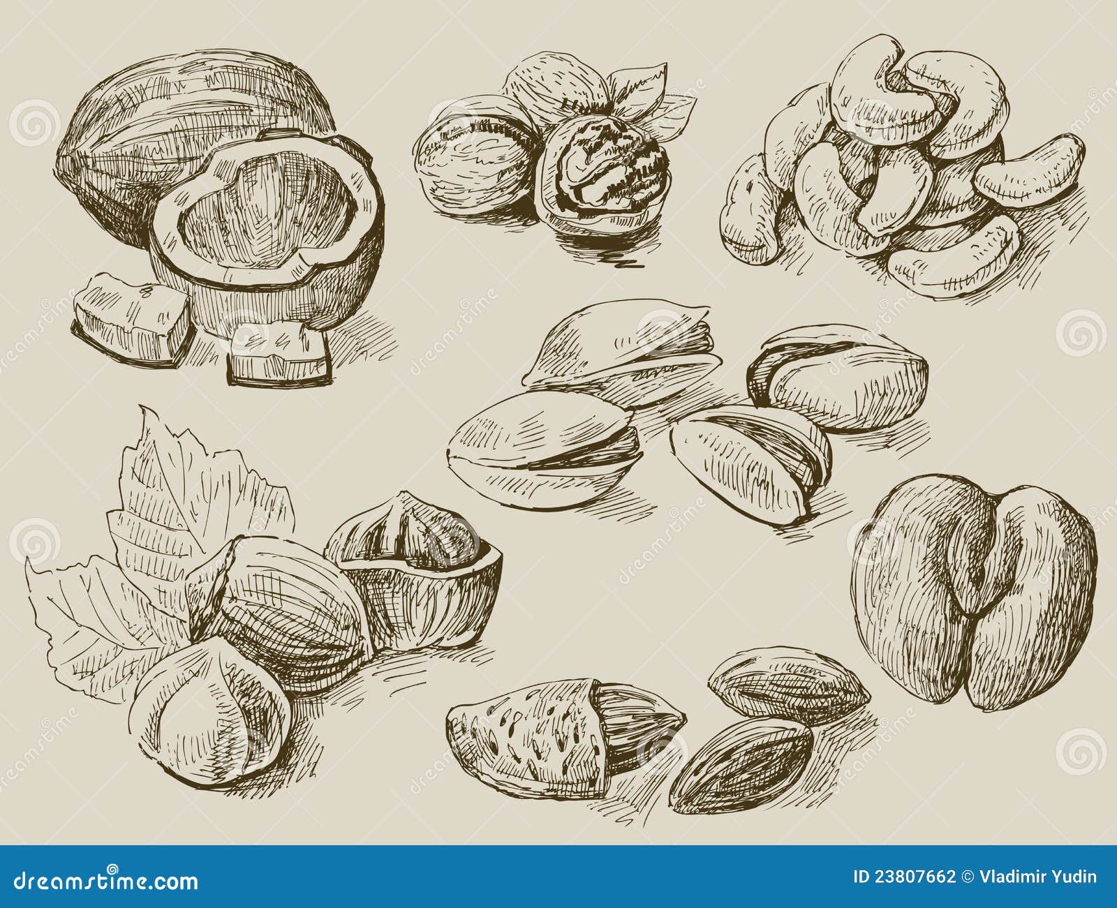 Set of nuts stock vector. Illustration of draw, graphic - 23807662