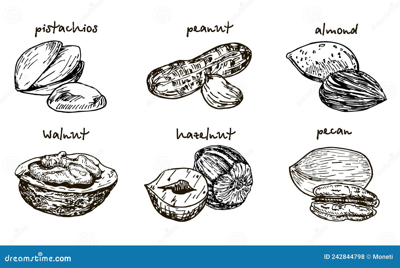 Set of Nuts and Seeds. Vector Hand Drawn Objects. Nuts Collection ...
