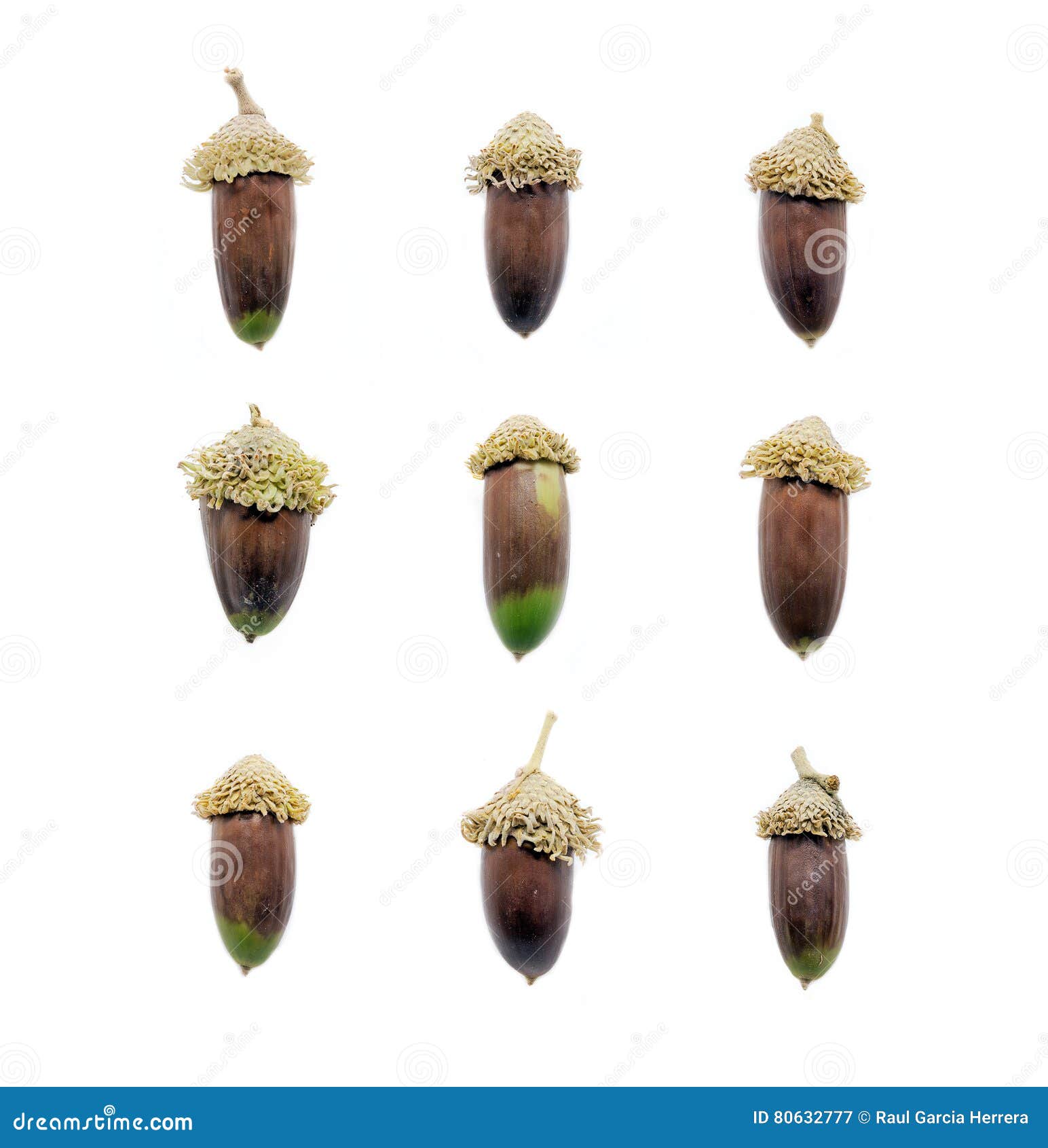 Set of Oak Acorns Isolated on White Background Stock Image - Image of ...