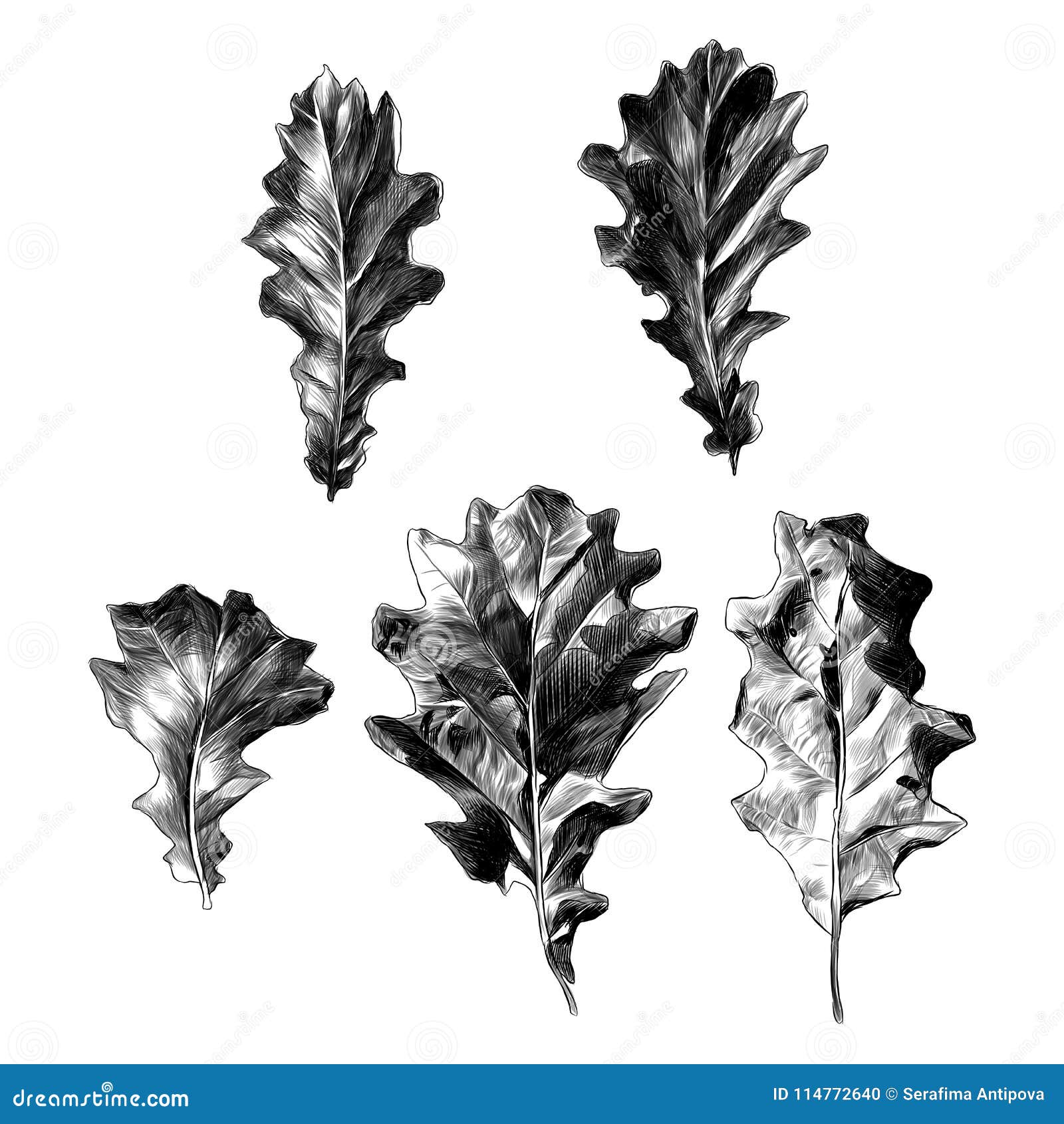 A set of oak leaves stock vector. Illustration of foliage - 114772640
