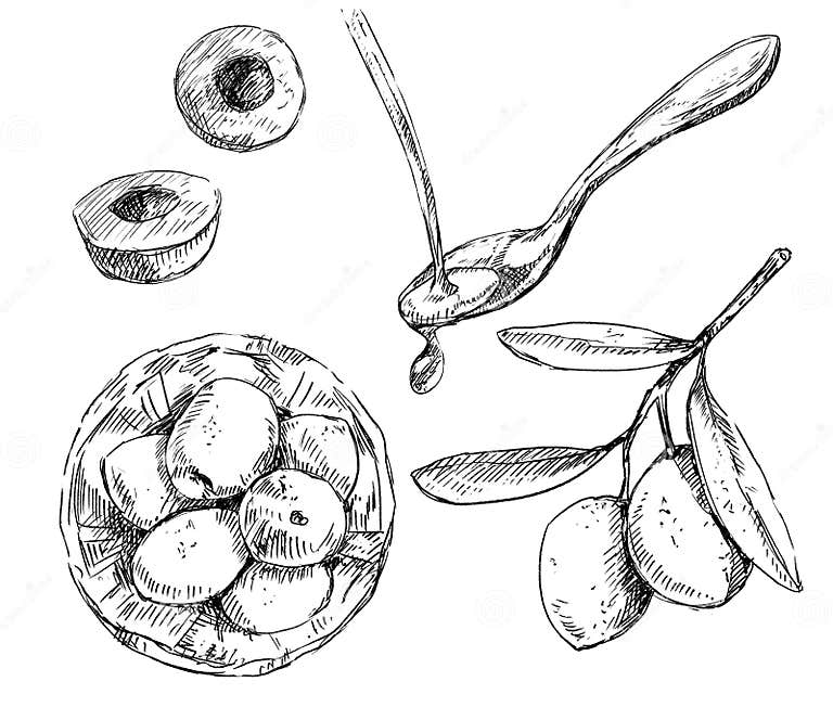 Set of Olive Cooking Vintage Graphic Elements Stock Illustration ...