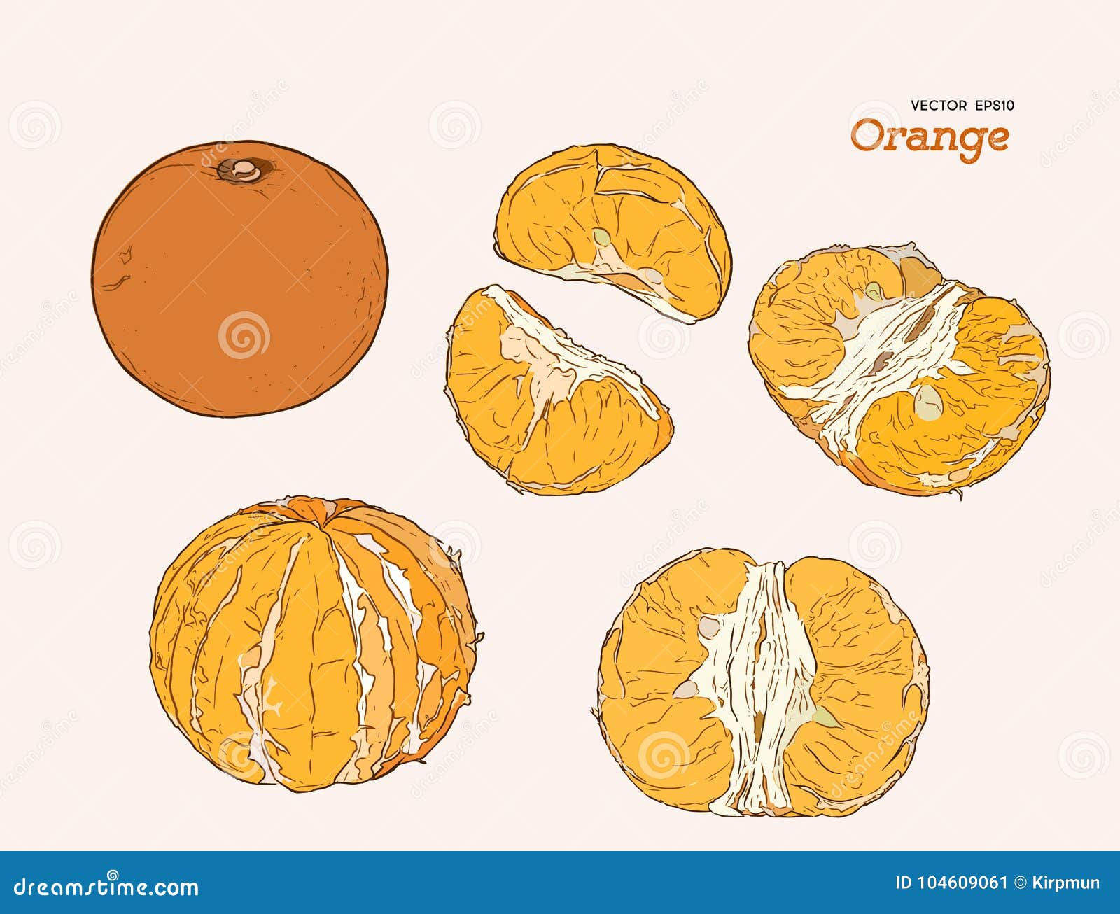 Set of Orange , Hand Draw Sketch Vector. Stock Vector - Illustration of ...