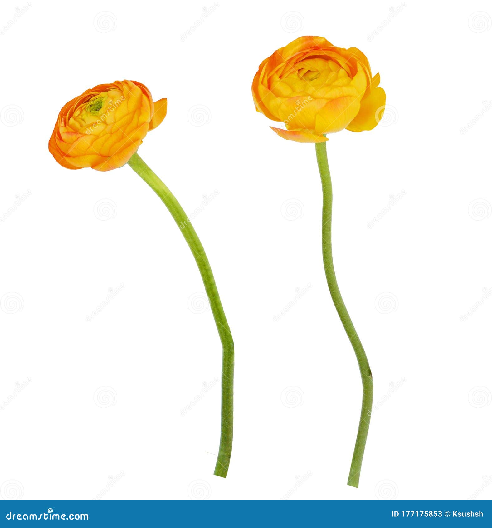 Set of Orange Ranunculus Flowers Stock Image - Image of collection ...