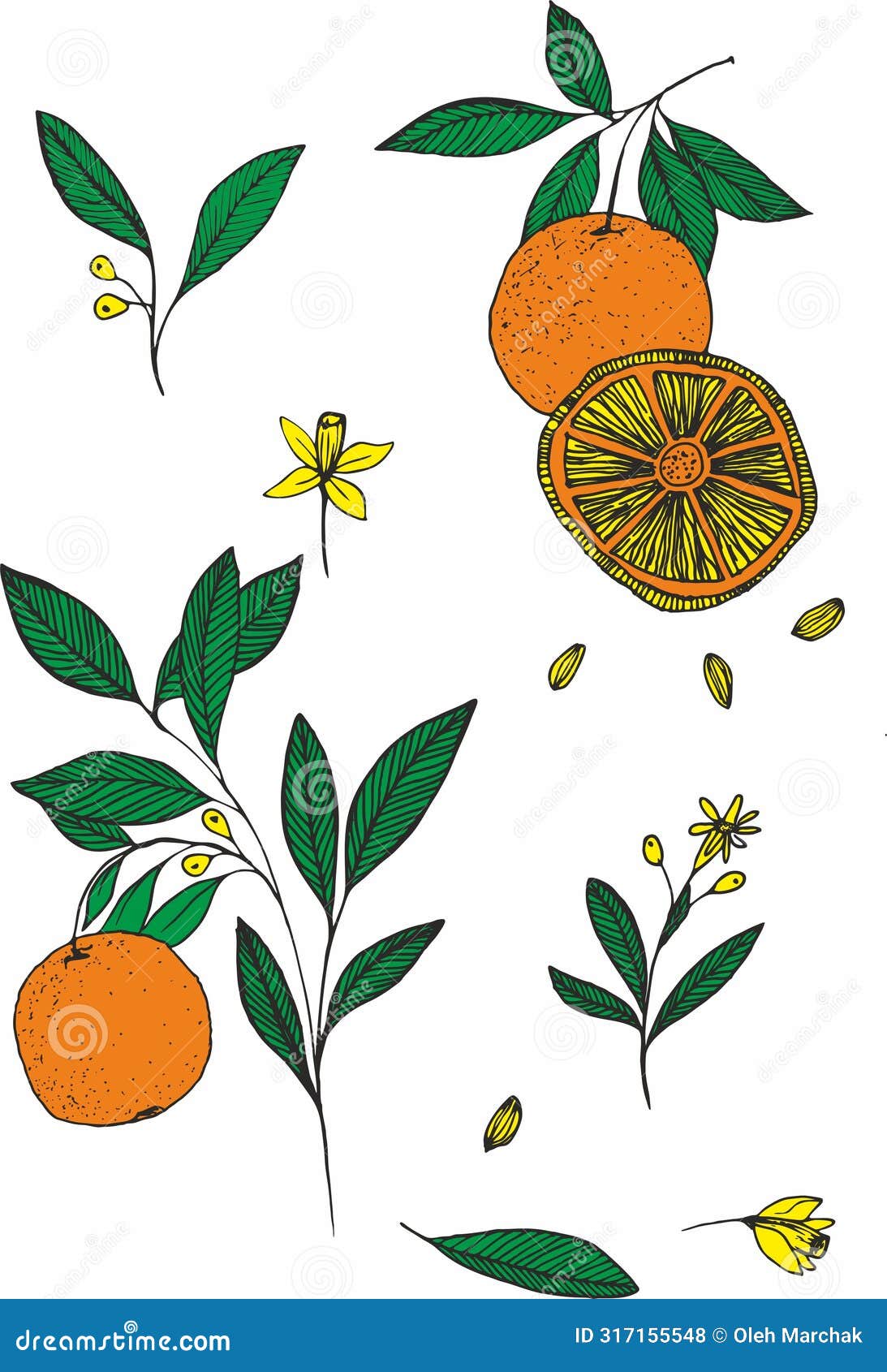 Set with Oranges. Citrus Tree Branch Collection Stock Vector ...