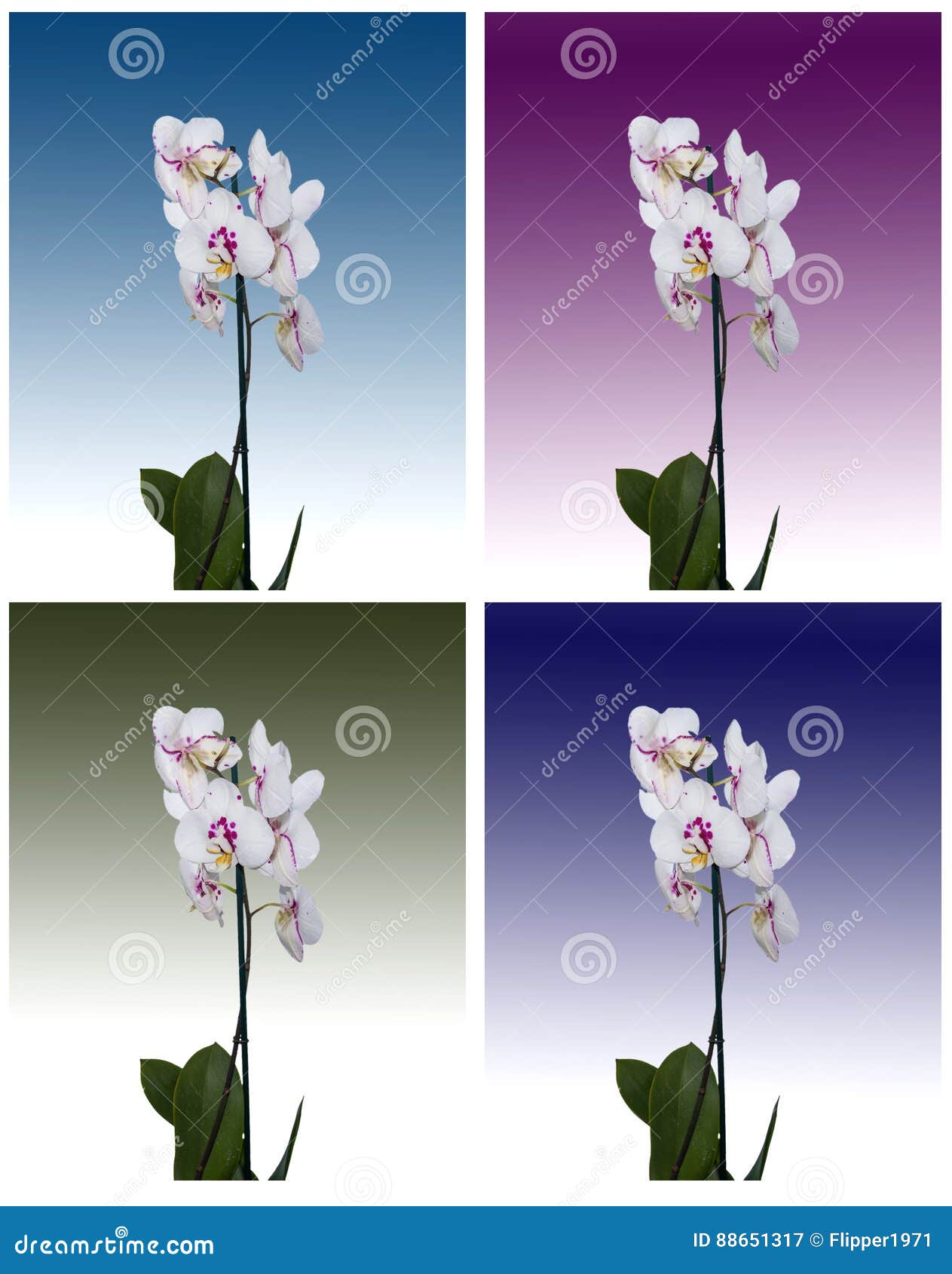 Set Orchids on a Colored Background Stock Illustration - Illustration ...